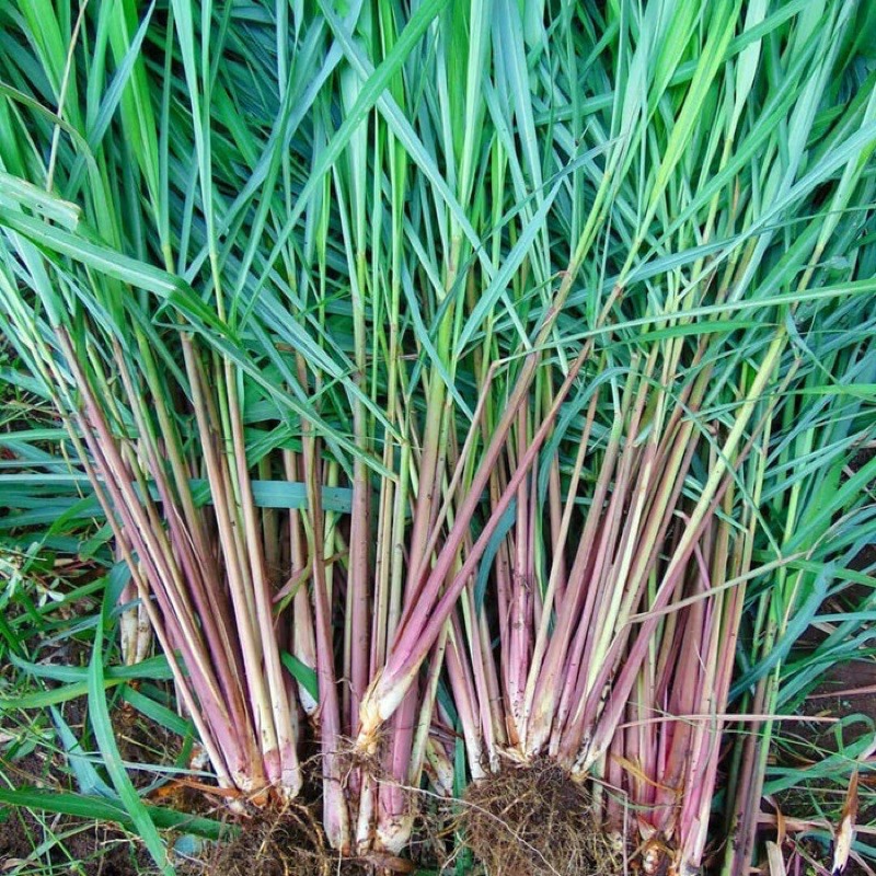 Pokok Serai Wangi Organik / Anak pokok serai dalam polybeg by MGL PLANT ...
