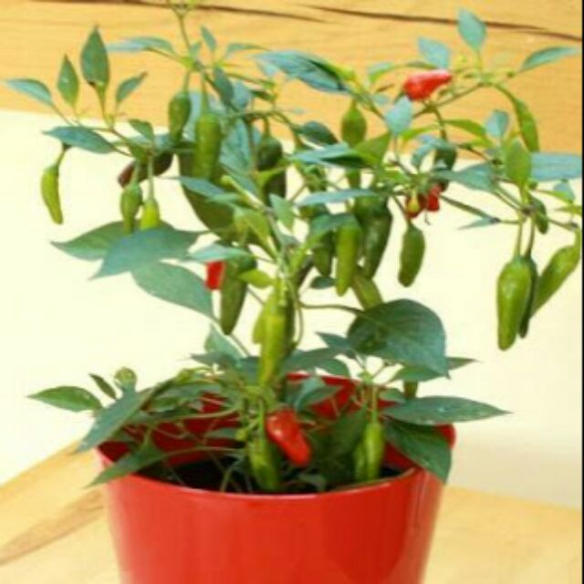 Anak pokok cili padi / Anak pokok cili padi | Shopee Malaysia