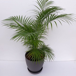 REAL LIVE PLANT JAVA PALM WITH POLYBAG GARDENING INDOOR PLANT POKOK ...
