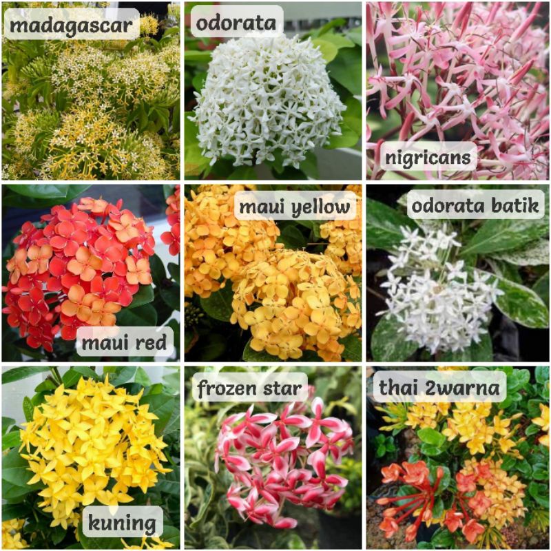 Pokok Bunga wangi Siantan Jejarum Ixora Madagascar Odorata Fragrant ...
