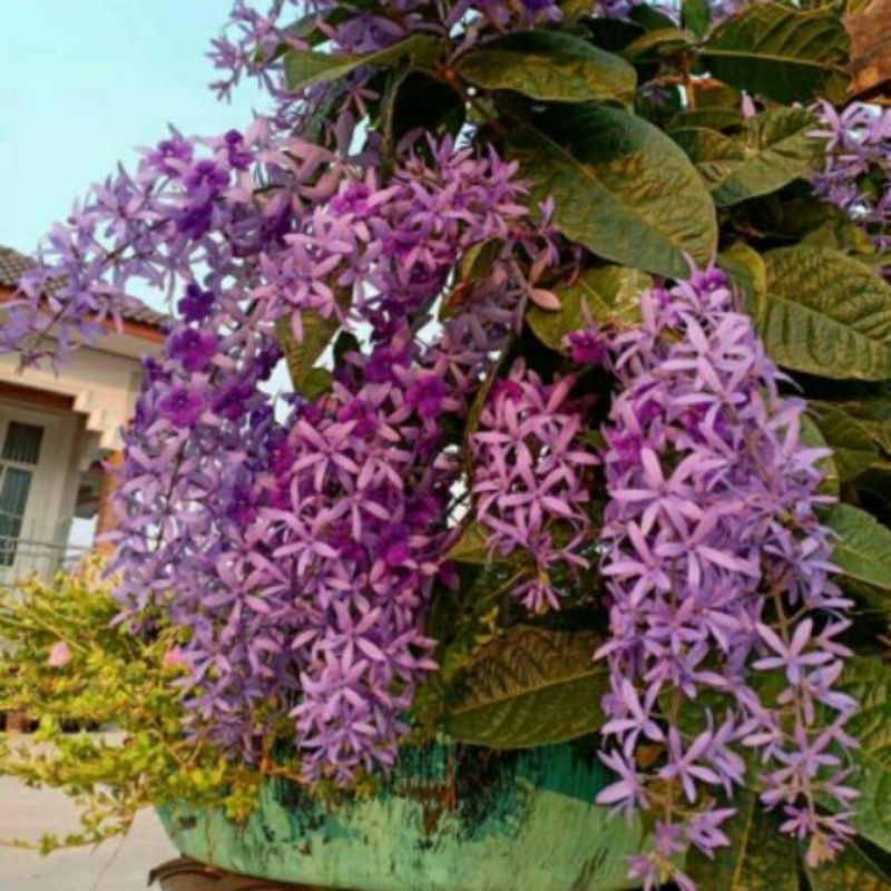 SandPaper/Pokok Bunga Hybrid | Shopee Malaysia