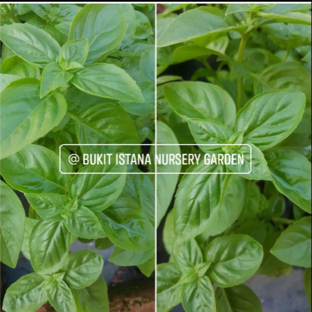 Combo - 2 Anak pokok Sweet Basil - Herba Inggeris ( Organik ) | Shopee ...