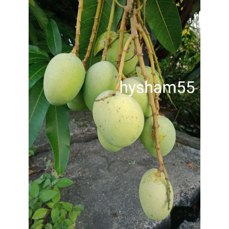 buah mangga mentah , boleh buat asam boi mempelam pauh mangga telur ...