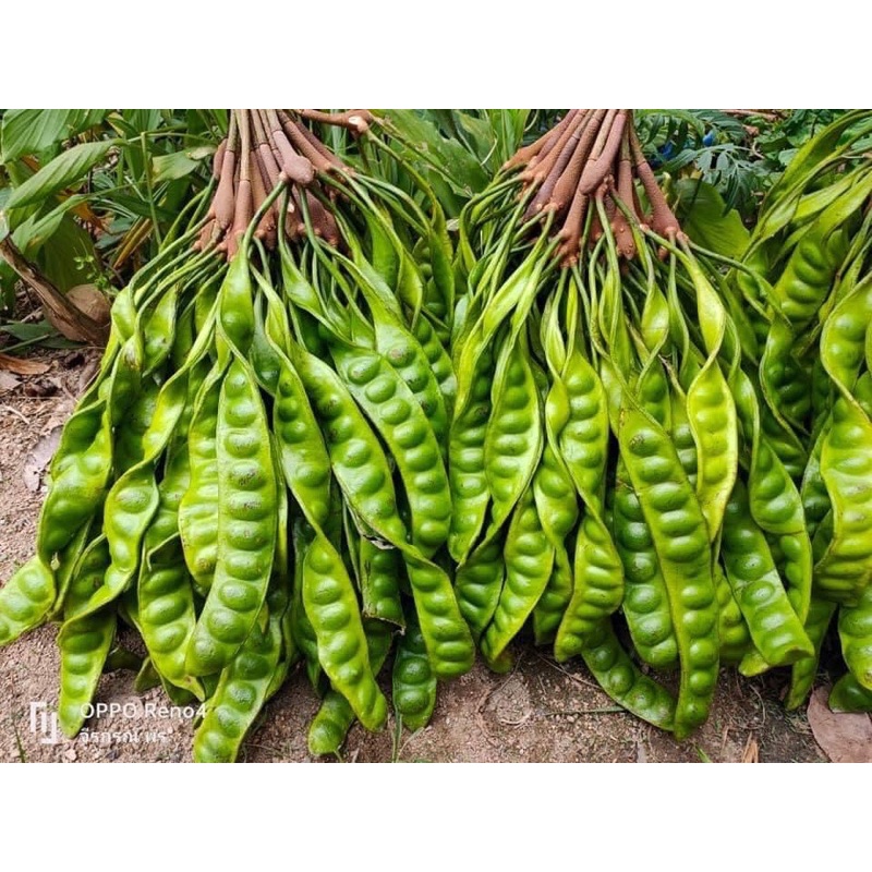 Pokok Petai kahwin buah petai real plant | Shopee Malaysia