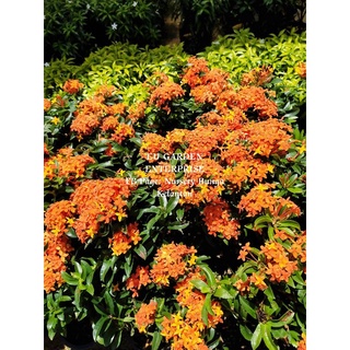 Pokok Bunga Ixora Kuning / Oren / Merah-Rose ( Bunga Jenjarum /Pecah ...
