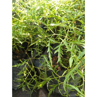 Anak pokok cakar cikri@cikra cikri@cakra cikri@kuku garuda | Shopee ...