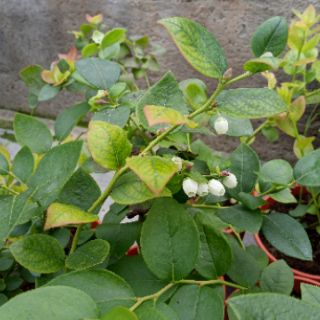 Anak Pokok Buah Blueberi Live Blueberry Potted Plants Live Pot Plants ...