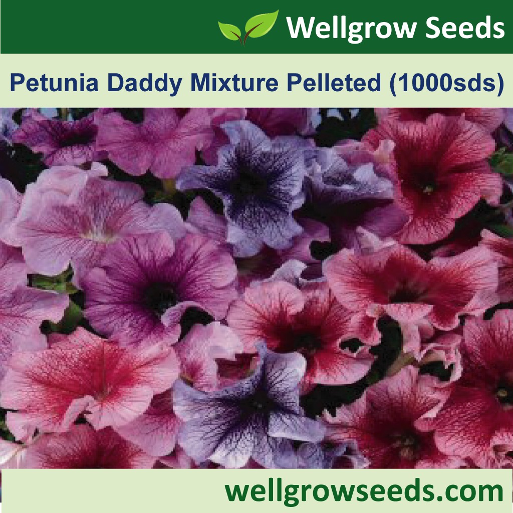 Petunia Daddy Mixture (1000 seeds) Flower Seeds Wellgrow Seeds | Shopee ...