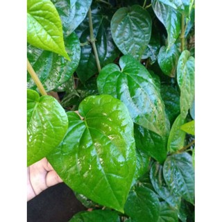 pokok sireh kampung. | Shopee Malaysia