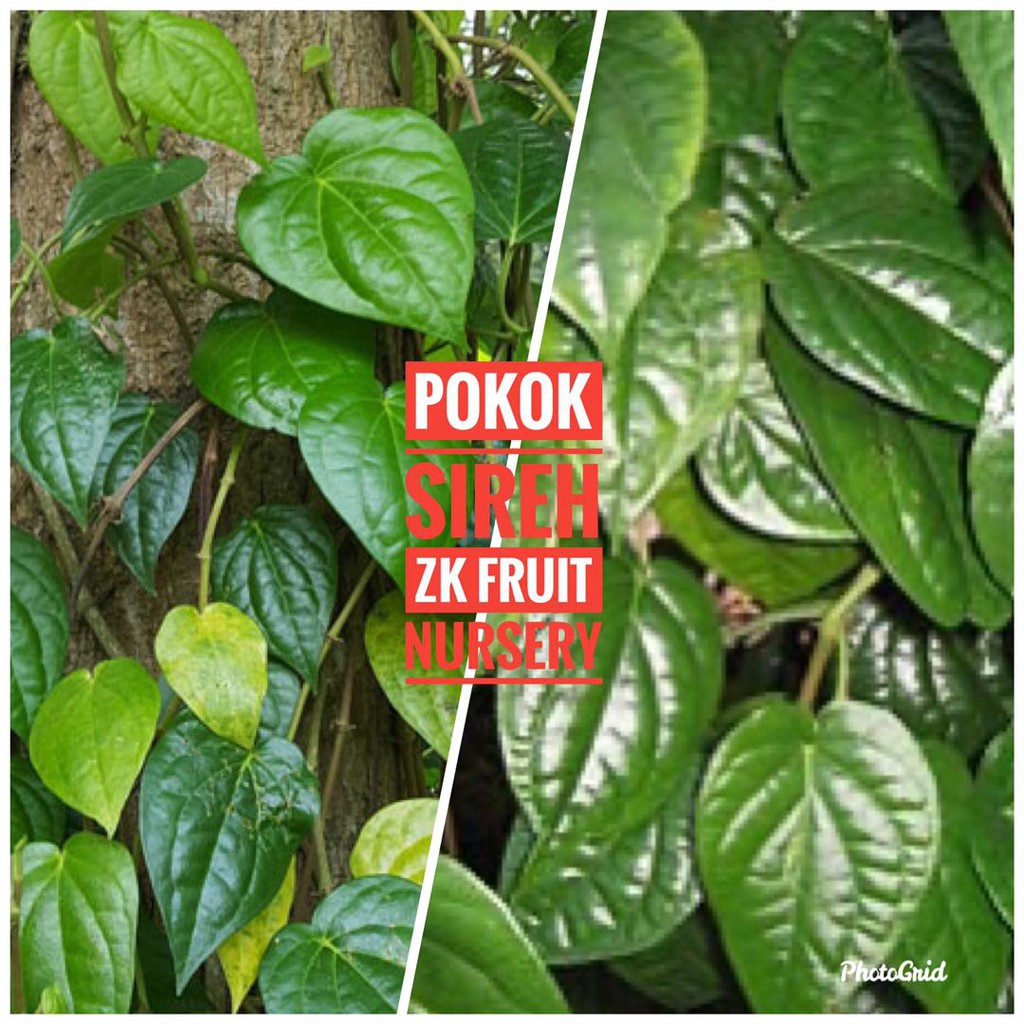 Anak Pokok Sireh atau Sirih | Shopee Malaysia