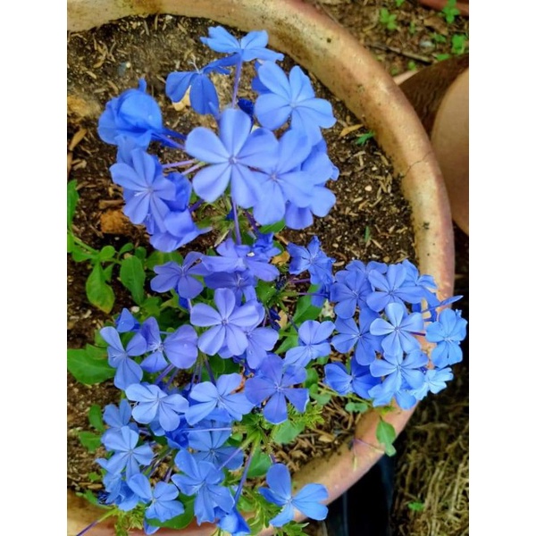 Pokok Bunga plumbago imperial blue real plant hotselling indoor outdoor ...