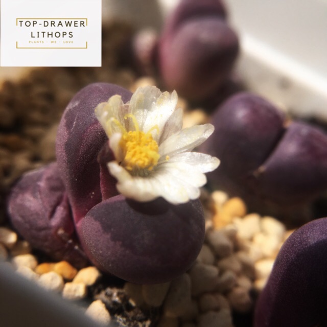 Lithops Optica Rubra Purple Lithops紫色生石花屁屁红大内玉 | Shopee Malaysia