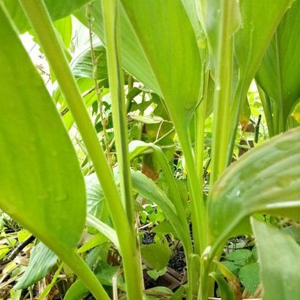 POKOK TEMU PAUH (AMALAN PENJAGAAN KESIHATAN NENEK MOYANG) | Shopee Malaysia