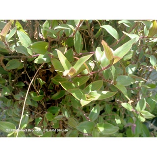 130GM / DAUN POKOK TELINGA KERA / POKOK TELINGA KERA / TELINGA KERA ...