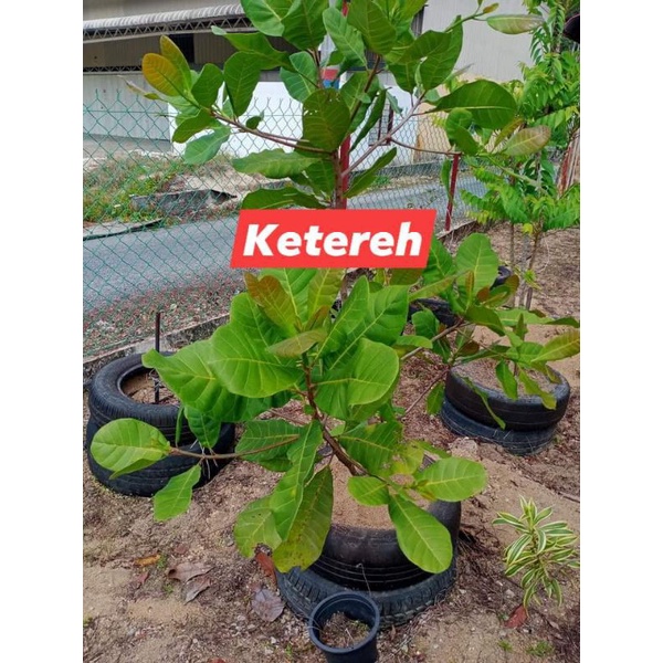 benih pokok ulam Ketereh@gajus | Shopee Malaysia