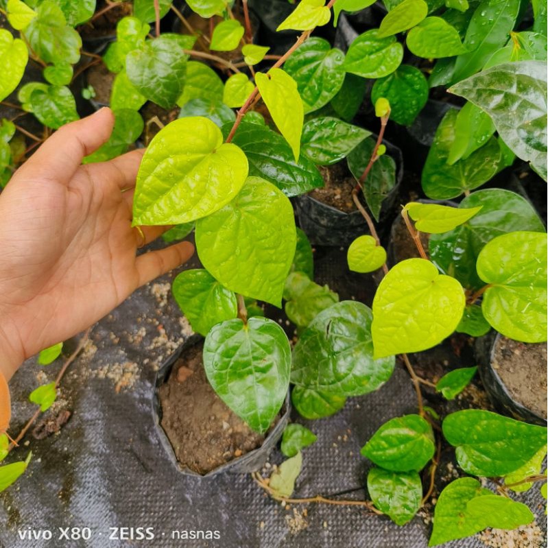 Pokok Sireh Sirih Anak dalam Polybag | Shopee Malaysia