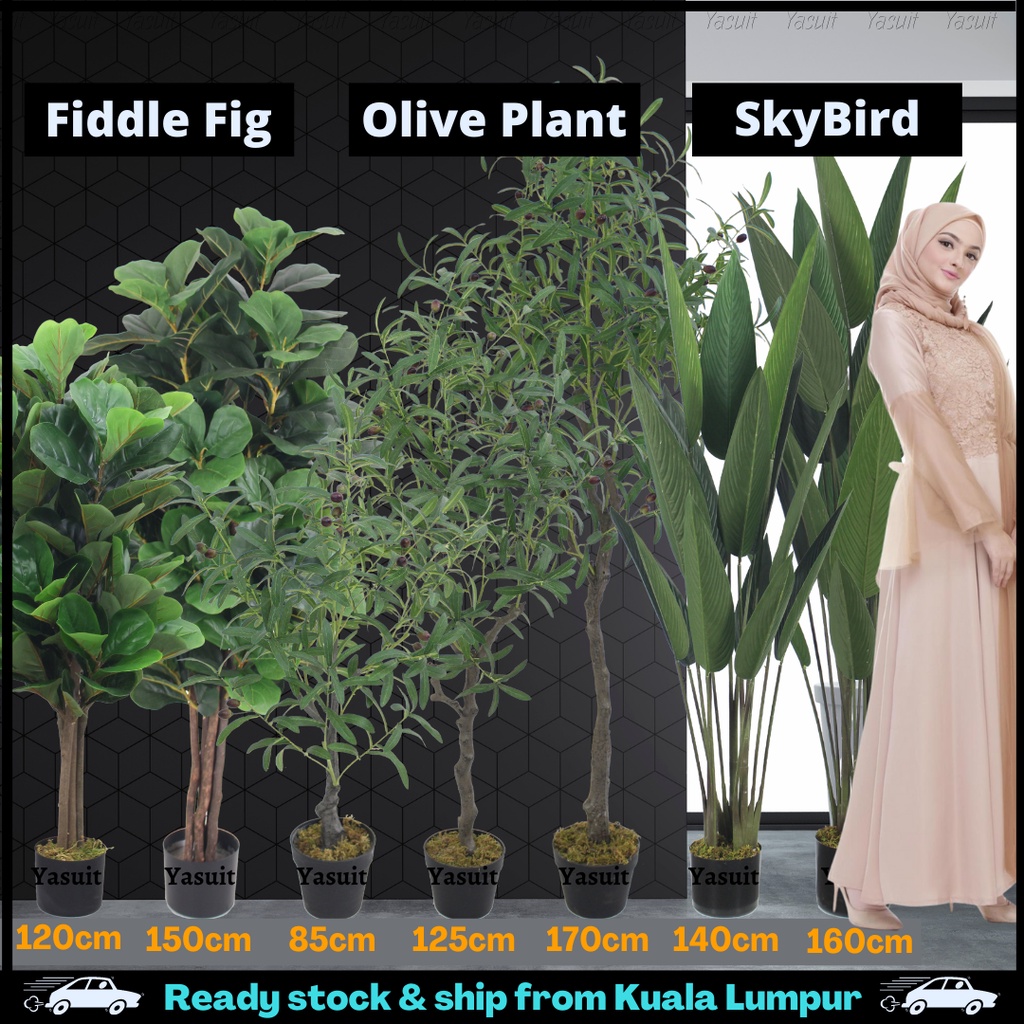Pokok Viral Artificial Plant Skybird Fiddle Fig Olive Sky Bird Tree ...