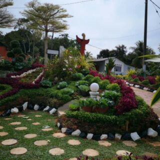 Pokok hiasan laman (lanskap) | Shopee Malaysia