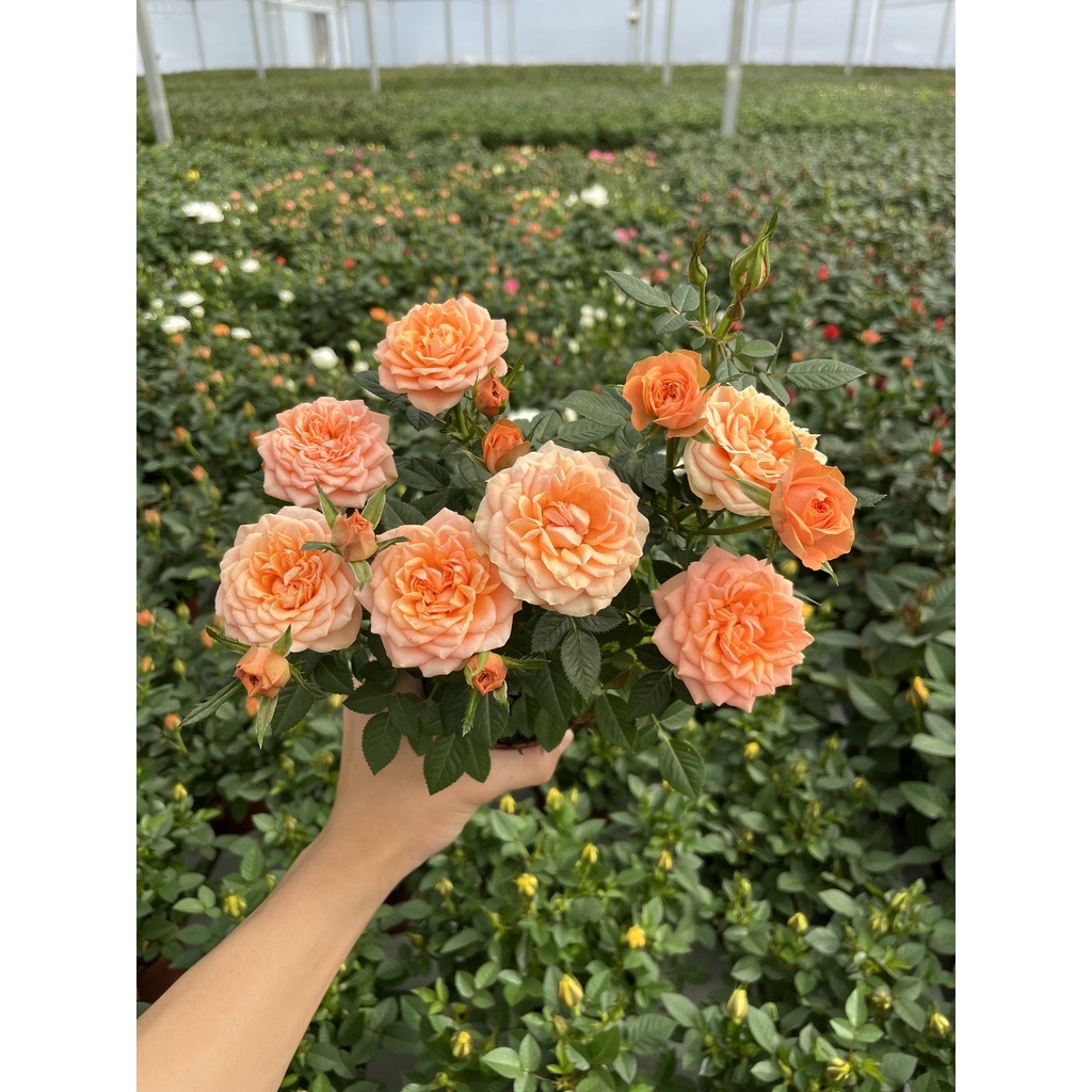 【UnclePot】Cameron Rose Pot Forever 玫瑰 (Live plants)(Denmark Branded ...