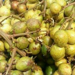 Anak Pokok Matoa / Longan 3 Rasa / Pometia pinnata Tree | Shopee Malaysia