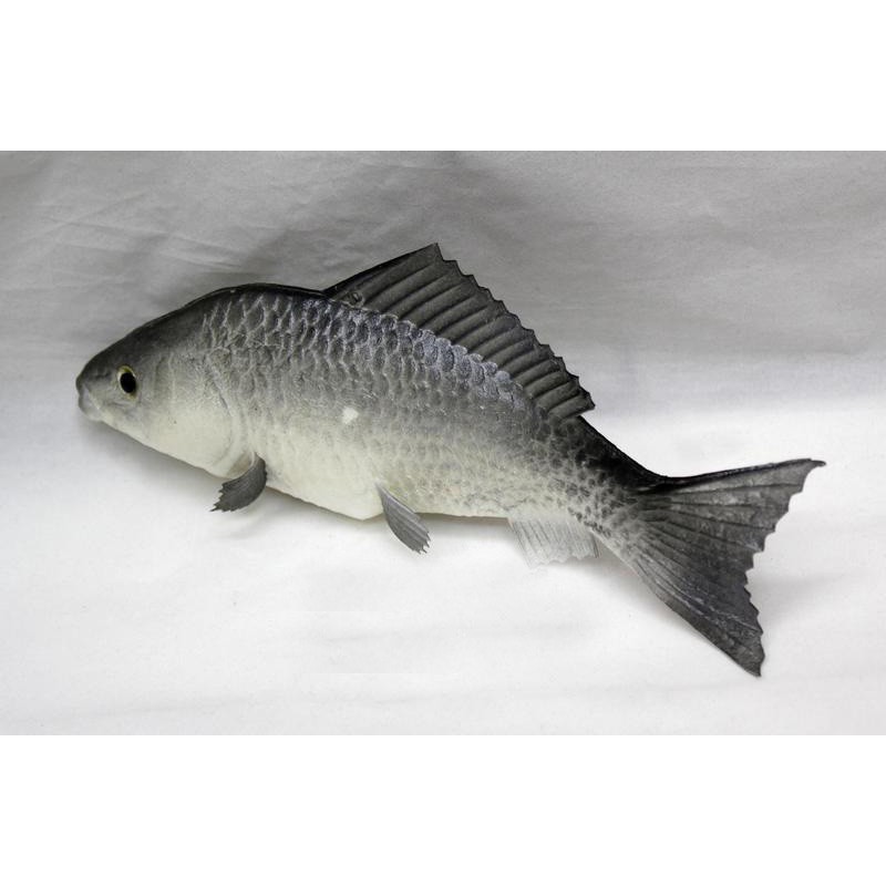 Artificial Fake Carp Fish Rubber Made Sea Creatures Marine Props ...