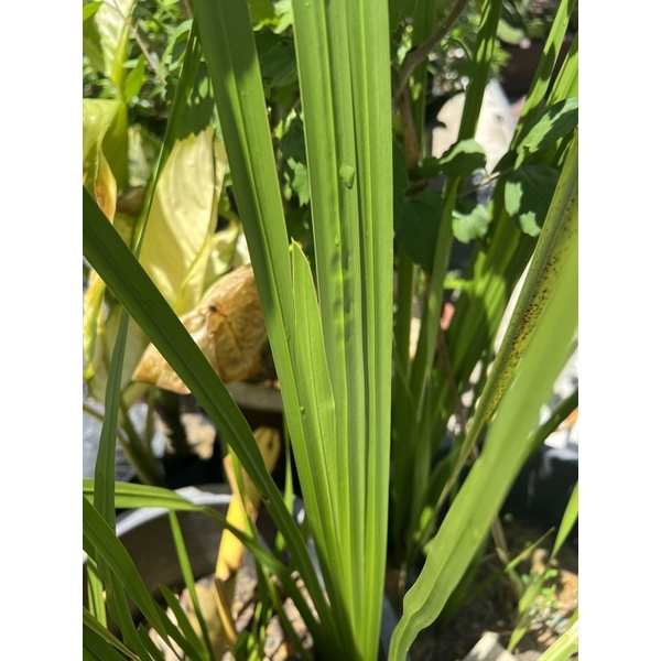 Pokok Jerangau untuk ubatan tradisional | Shopee Malaysia