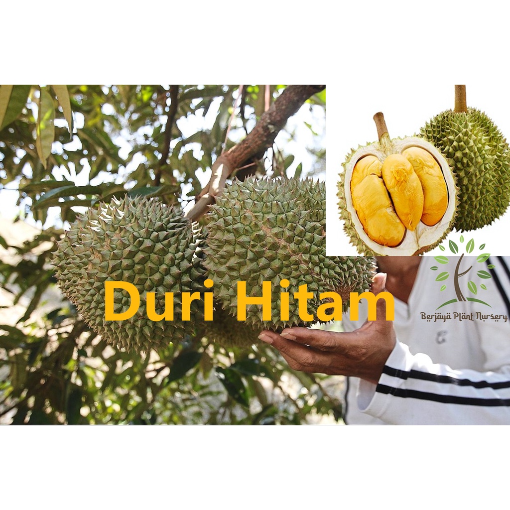 Berjaya Plant Nursery - Pokok Duri Hitam D200/Black Thorn Durian/黑刺榴莲树苗(Pokok Buah Hidup/Buah ...