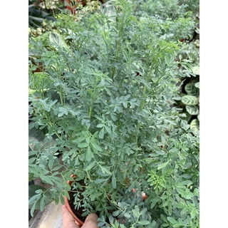 Pokok Busuk / Pokok Garuda 🌱 Rimbun / Pokok halau Nyamuk | Shopee Malaysia