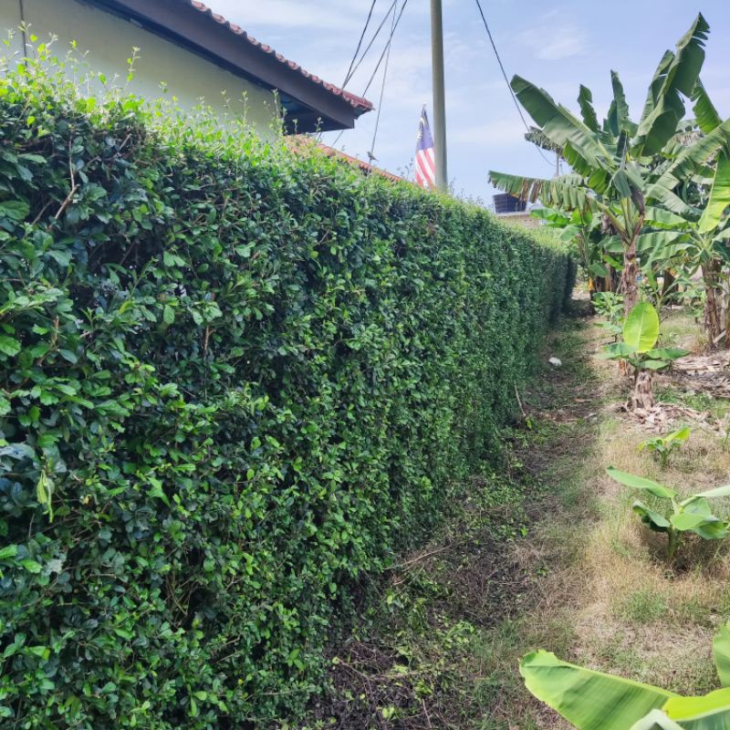 (Min 5 Pokok) Anak Pokok Pagar/Carmona Retusa | Shopee Malaysia