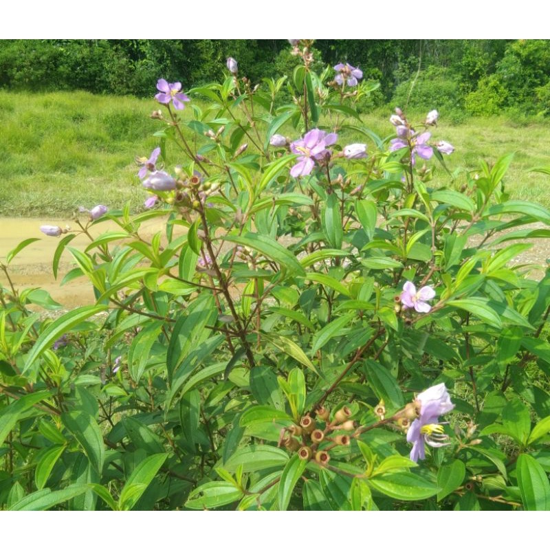 ANAK POKOK SENDUDUK PURPLE (2 anak pokok rm15) | Shopee Malaysia