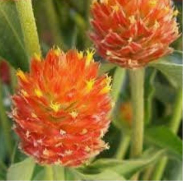 (RARE) 75 - 100 pcs @ 1gm Benih Bunga Butang Warna Oren / Globe ...