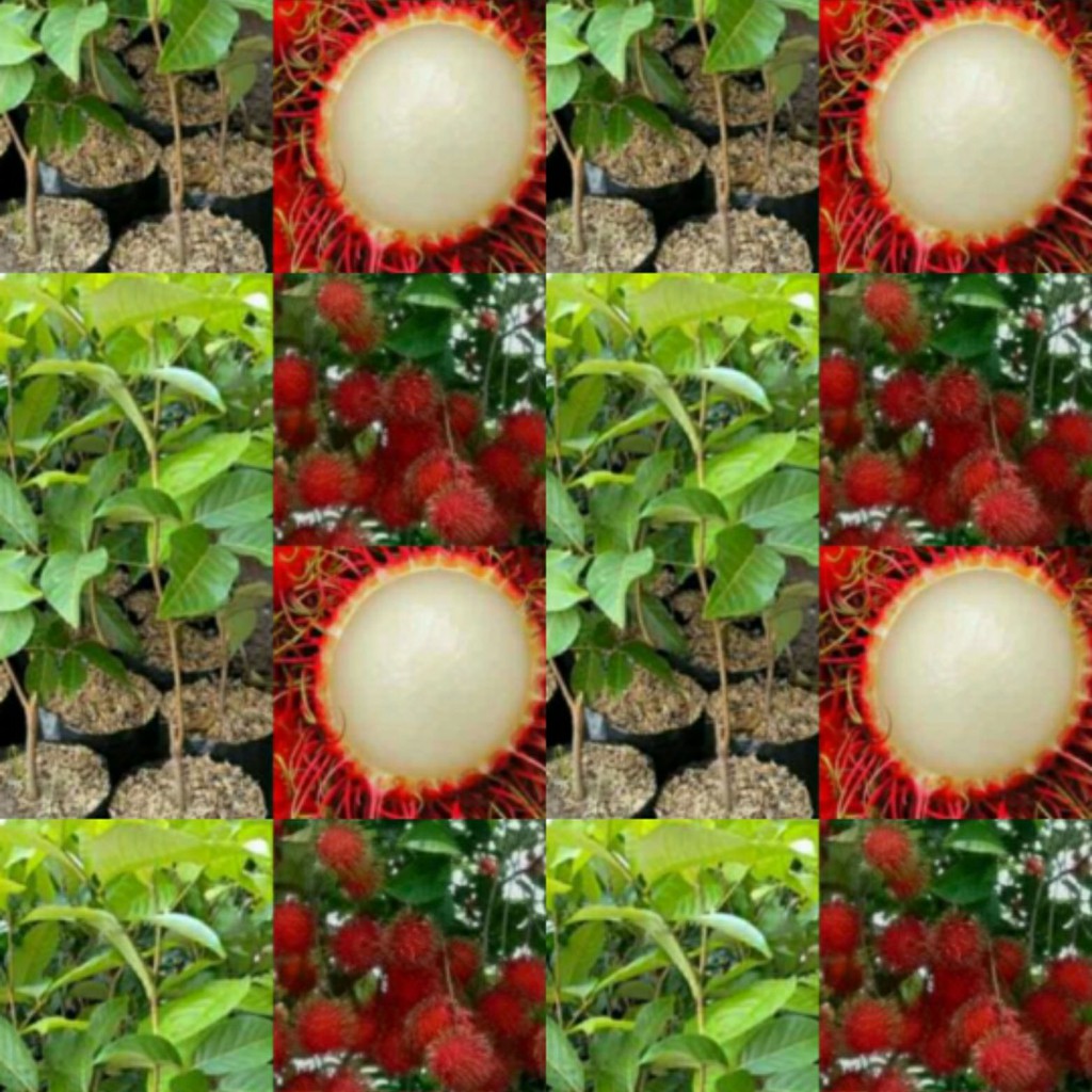 ANAK POKOK RAMBUTAN ANAK SEKOLAH KAWIN | Shopee Malaysia