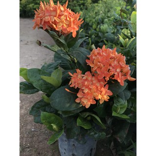 Berjaya Plant Nursery - Bunga Ixora Sunkist/Jenjarum(Pokok Bunga Hidup ...