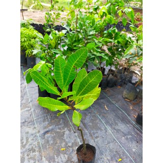 Anak pokok ulam pokok gajus/Janggus/ketereh/ cashew tree | Shopee Malaysia