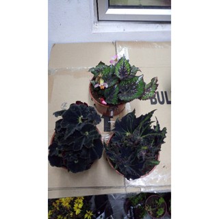 Pokok Daun Begonia Merah Red Begonia Leaf Live Plant Potted Plant Pokok ...