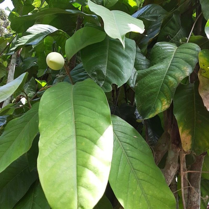 LIVE PLANT Cempaka Telur Kuning (5 keratan) | Shopee Malaysia