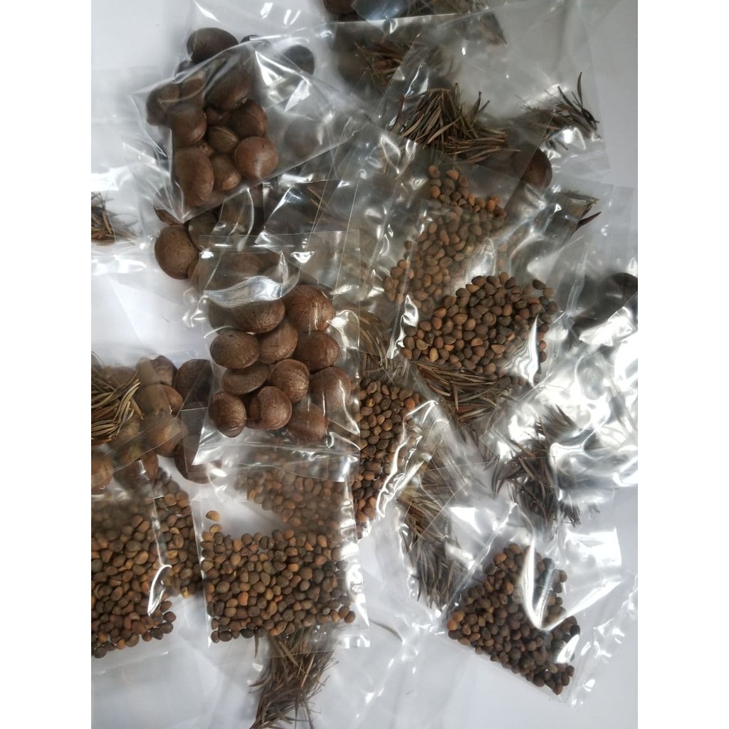 Benih - Ulam Raja / Keratan Bayam Brazil / Kangkung / Kacang Botol ...