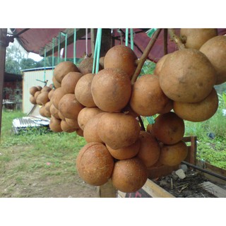 Anak Pokok Buah Tampoi (Buah Ngekey) | Shopee Malaysia