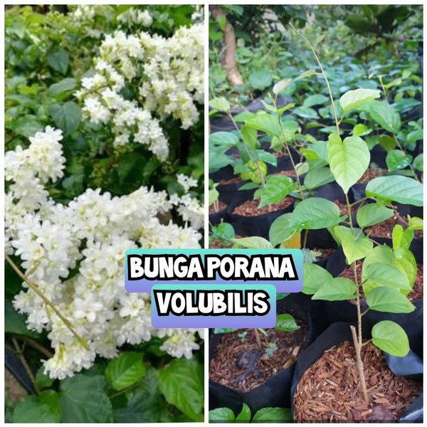 Porana Volubilis / Porona Volubilis Snow Vine flower, Bunga Kesukaan ...
