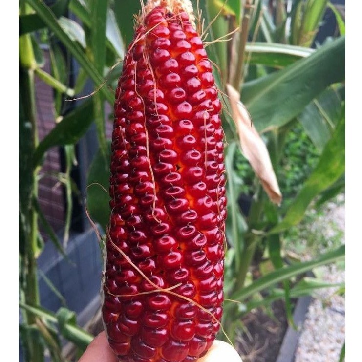 5 pcs benih jagung merah red corn seed sweet corn benih sayur murah ...