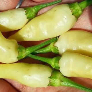 LIMITED STOCK] LADA PUTIH FRESH HANYA TERDAPAT DI SABAH – LADA PUTIH ...