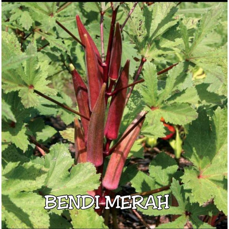 Benih Sayur Bendi Merah F1 Hibrid | Shopee Malaysia