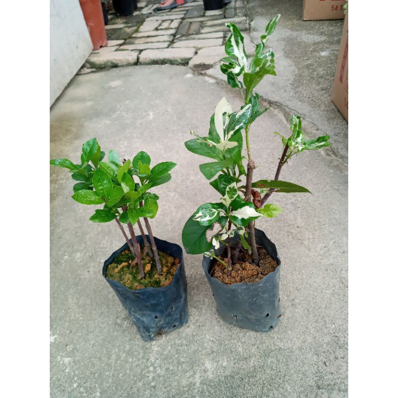 gardenia bunga warna putih/ outdoor plant # pokok hidup | Shopee Malaysia