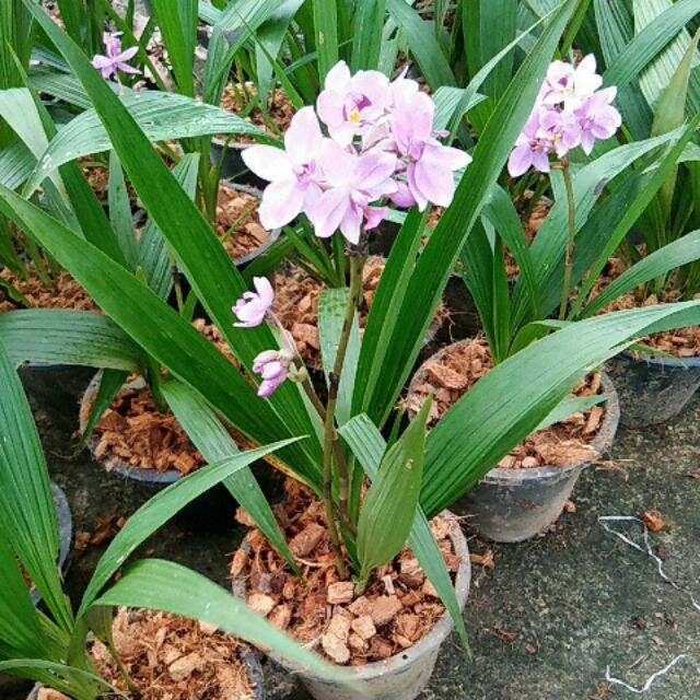 AZ Anak Pokok Bunga Orked Pinang | Shopee Malaysia