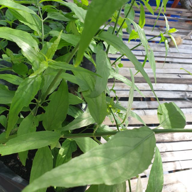 Pokok Belalai Gajah ( Sabah Snake Grass ) | Shopee Malaysia