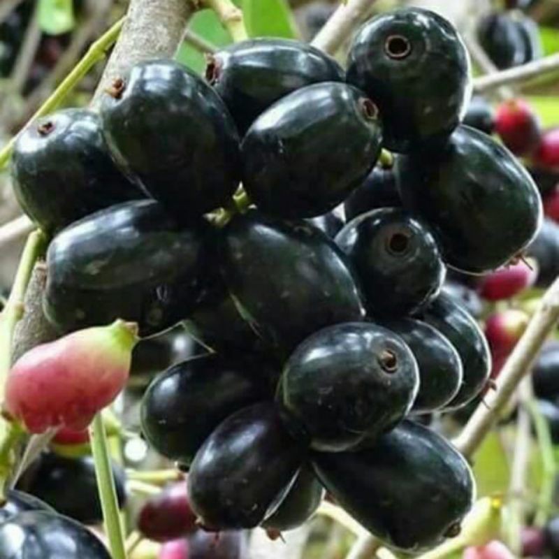 pokok jambu Arang atau keriang dot | Shopee Malaysia