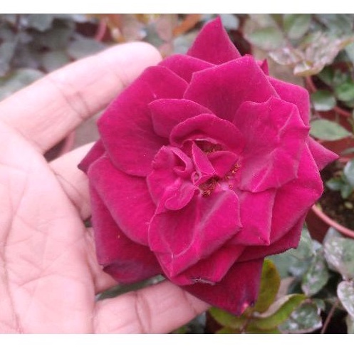 Pokok Bunga Ros Wangi Kuntum Besar Pokok Bunga Hidup Rose Live Plant ...