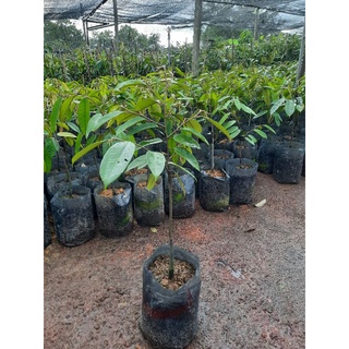 Pokok durian duri hitam/Blackthorn (D200) hybrid/kawin thai | Shopee ...