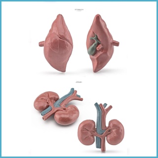 Human Body Organ Model for Kids 8pcs PVC Organ Structure Model 3D Toys ...