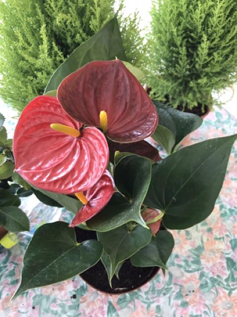 Anak Pokok Bunga Anthurium Merah Dah Berbunga Red Anthurium Live Pot ...